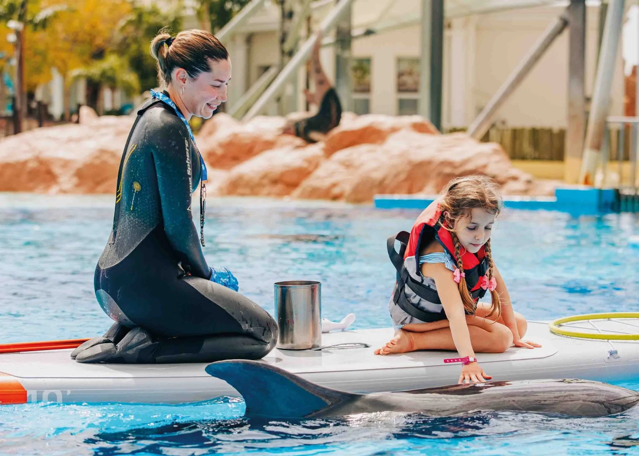 Dolphin Training Show